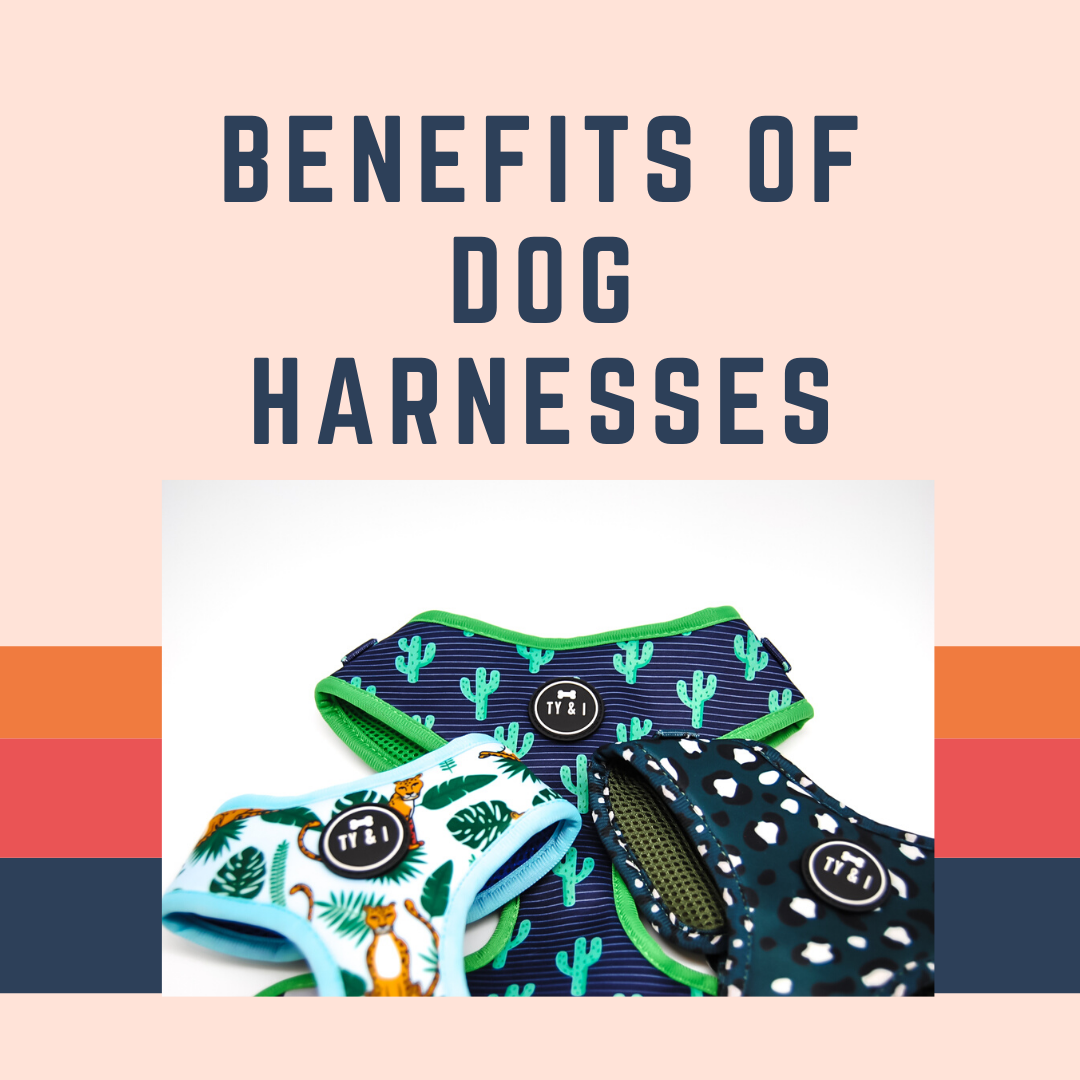 Benefits of Dog Harnesses – Ty & I